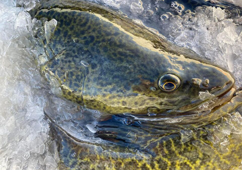 Grow Out - The Aquaculture Association of Queensland