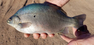 Grow Out - The Aquaculture Association of Queensland