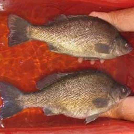 Grow Out - The Aquaculture Association of Queensland