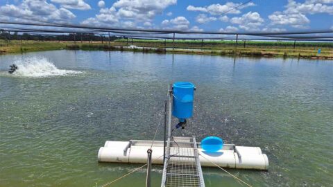 The Aquaculture Association of Queensland - The Aquaculture Association ...